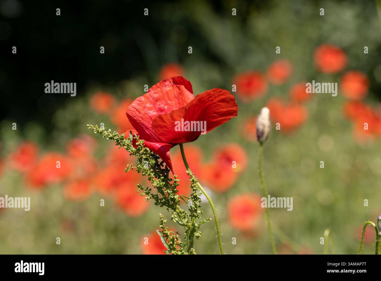 a field overgrown with weeds and red flowers in sunny weather, single ...