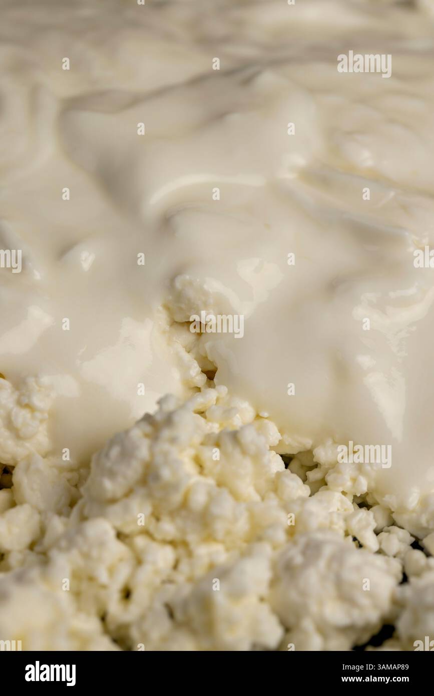 fresh grained cottage cheese made from white milk with sour cream ...