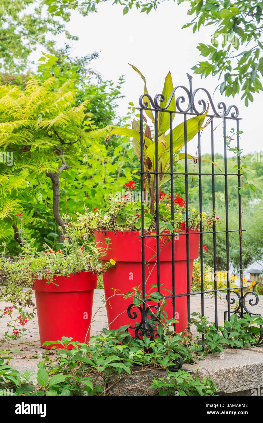 Paving stone patio with red Pelargonium - Geranium, Canna - Indian Shot ...