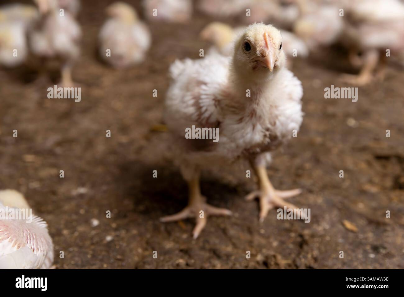 chickens during the process of changing plumage , a poultry farm where ...