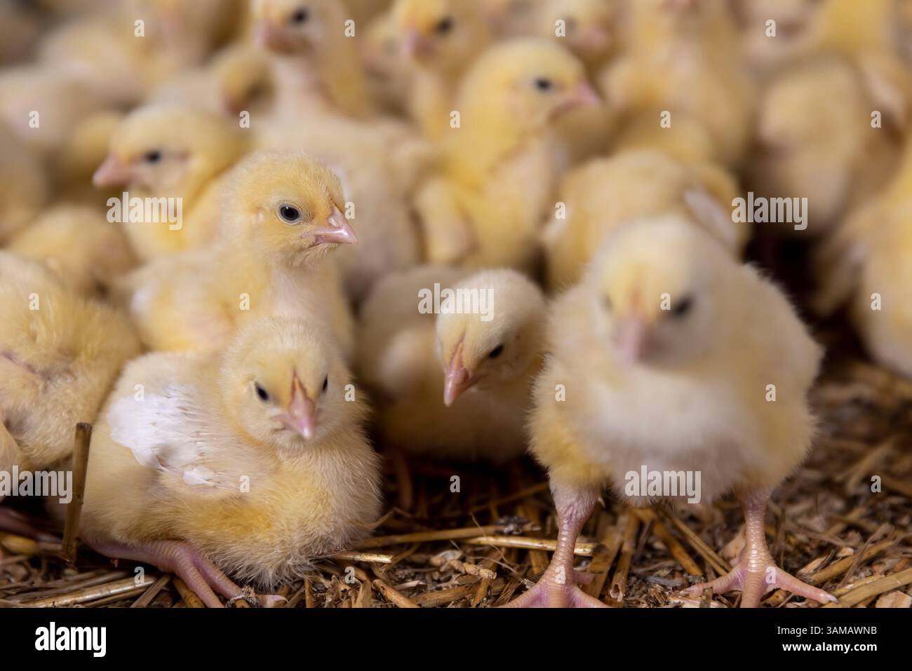 small chickens in fluff at a poultry farm, sawdust litter on which ...