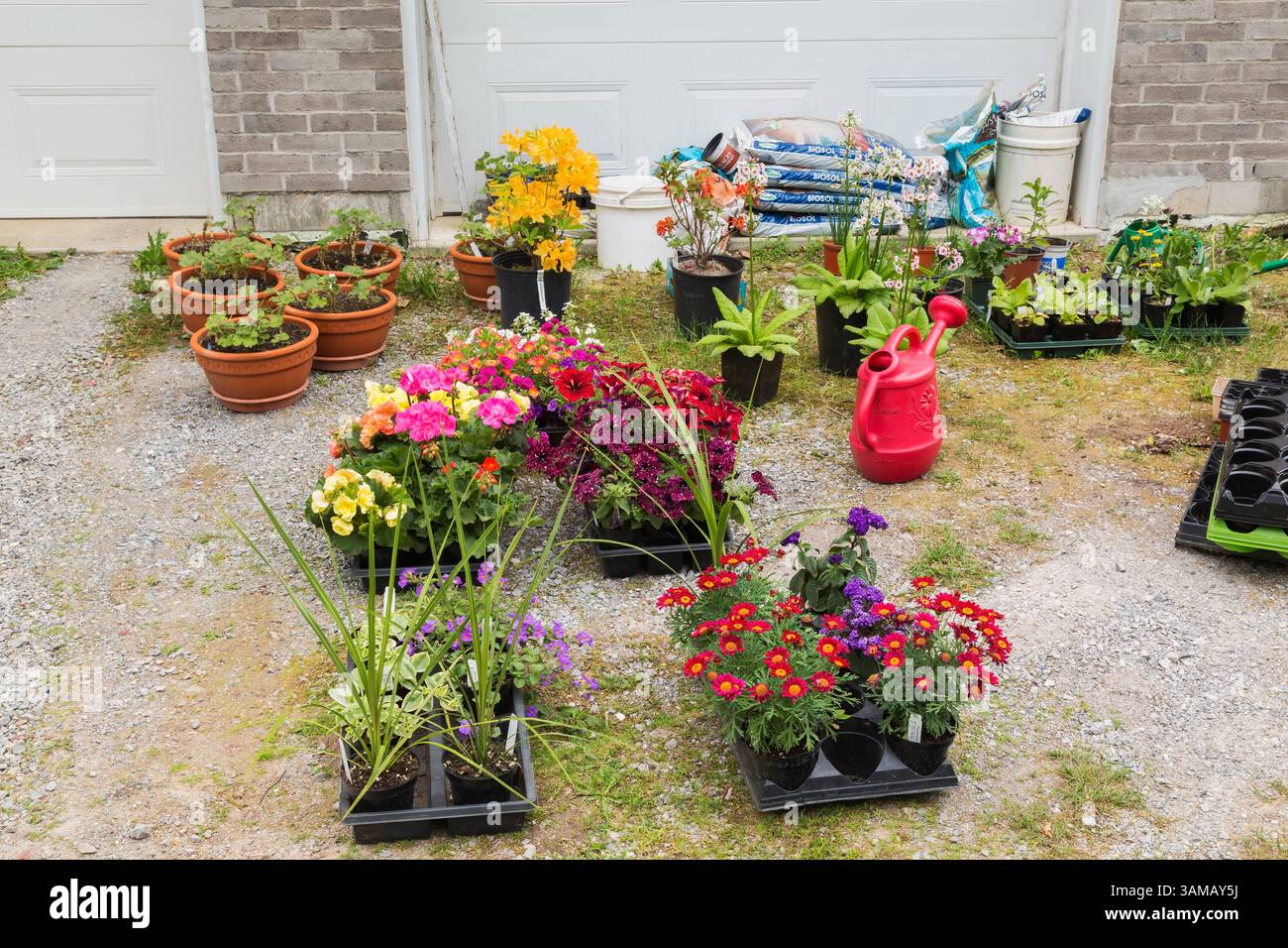Assorted annual and perennial plants and flowers including ...
