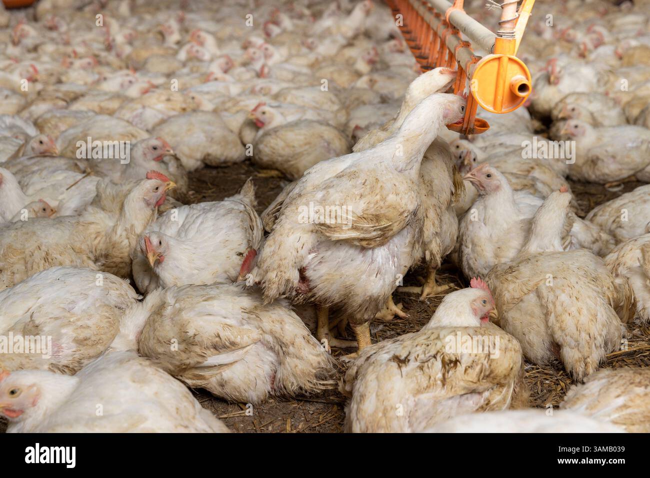 chickens at a poultry farm are located close to each other, meat ...
