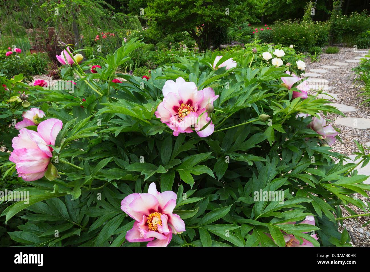 Paeonia 'Callie's Memory' - Itoh Hybrid Peony shrub in backyard garden ...