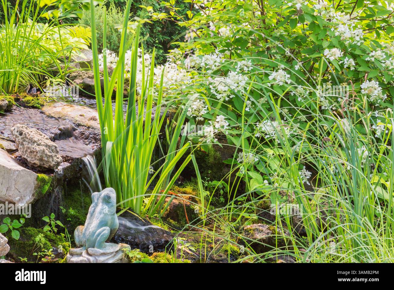 Waterfall bordered by Iris pseudacorus - Yellow Flag, Hydrangea ...