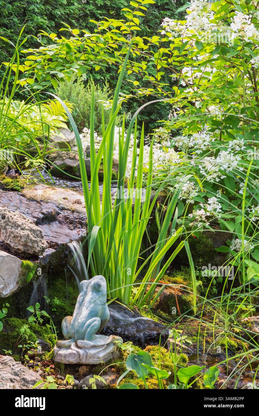 Waterfall bordered by Iris pseudacorus - Yellow Flag, Hydrangea ...