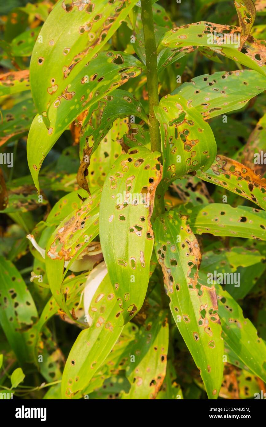 Lilium - Lily plant leaves ravaged by insects in summer, Quebec, Canada ...