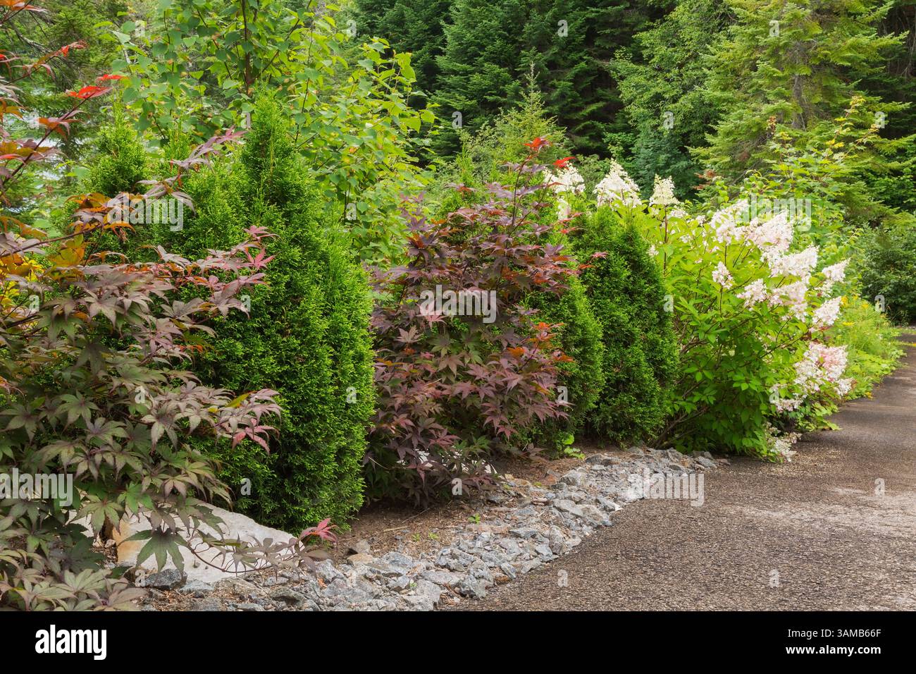 Acer palmatum ‘Bloodgood’ - Japanese maple tree, Thuja occidentalis ...