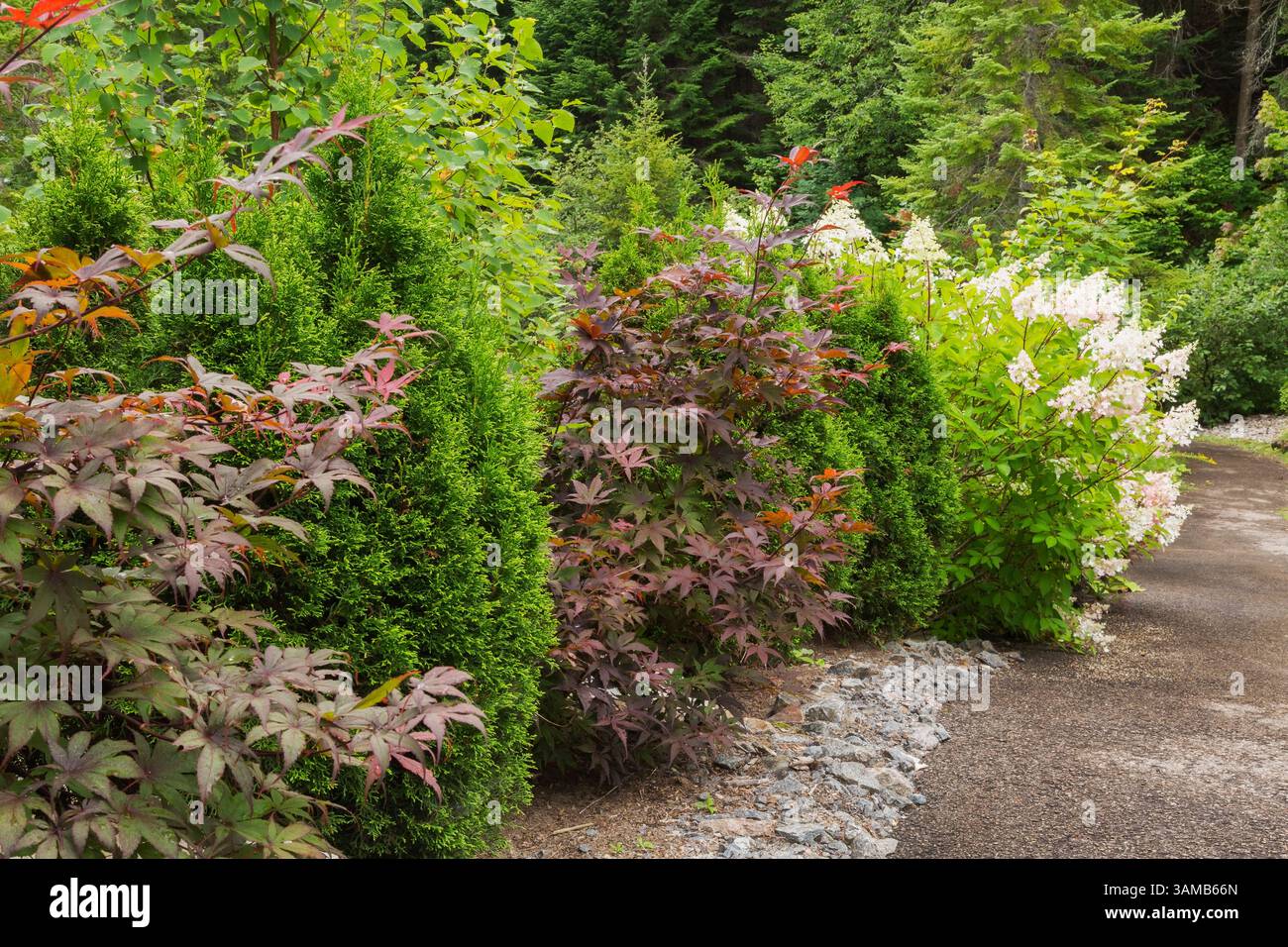 Acer palmatum ‘Bloodgood’ - Japanese maple tree, Thuja occidentalis ...
