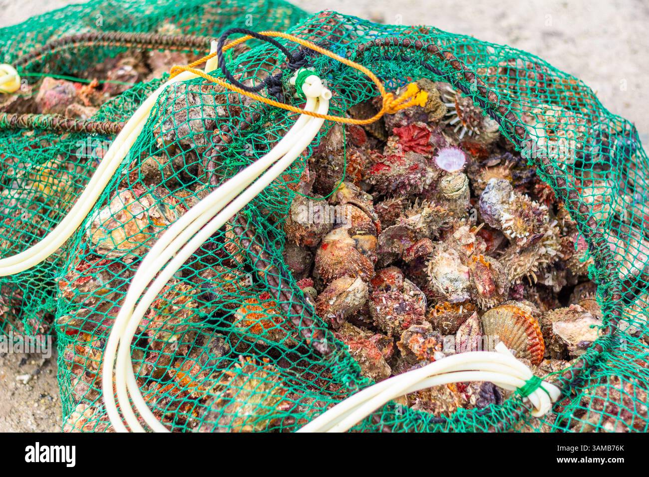 A netted sack of freshly harvested scallop shells from the coast of ...