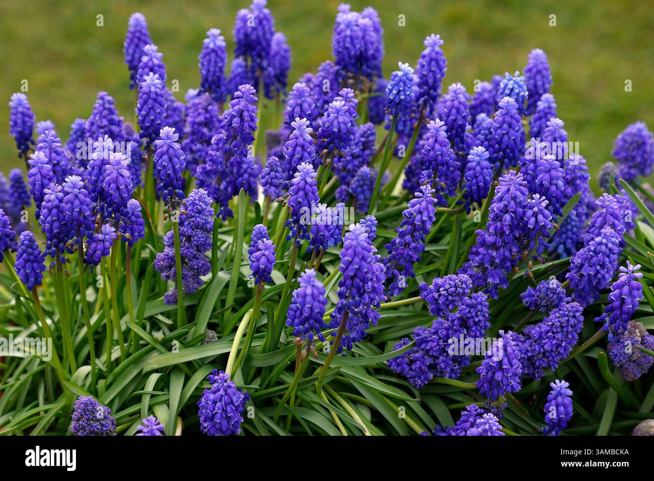 Close up of the blue flowers with white tips of the perennial spring ...