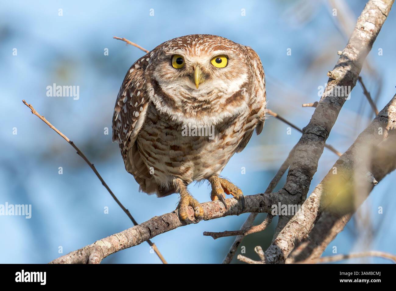 Davie, Florida, USA. 13th Apr, 2025. A burrowing owl perched on a tree ...