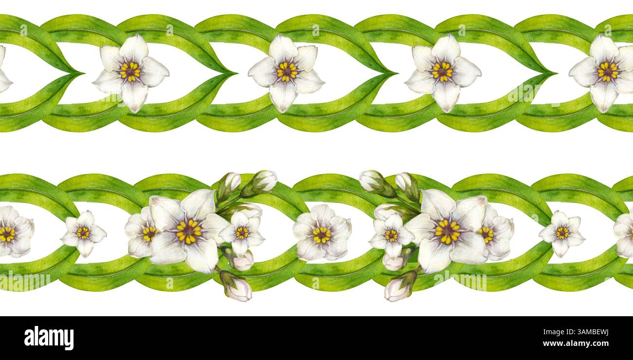 Watercolor floral border with white flowers, green leaves,buds in ...