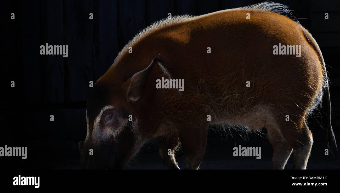 Portrait of Red river hog . Potamochoerus porcus . Wild pig living in ...