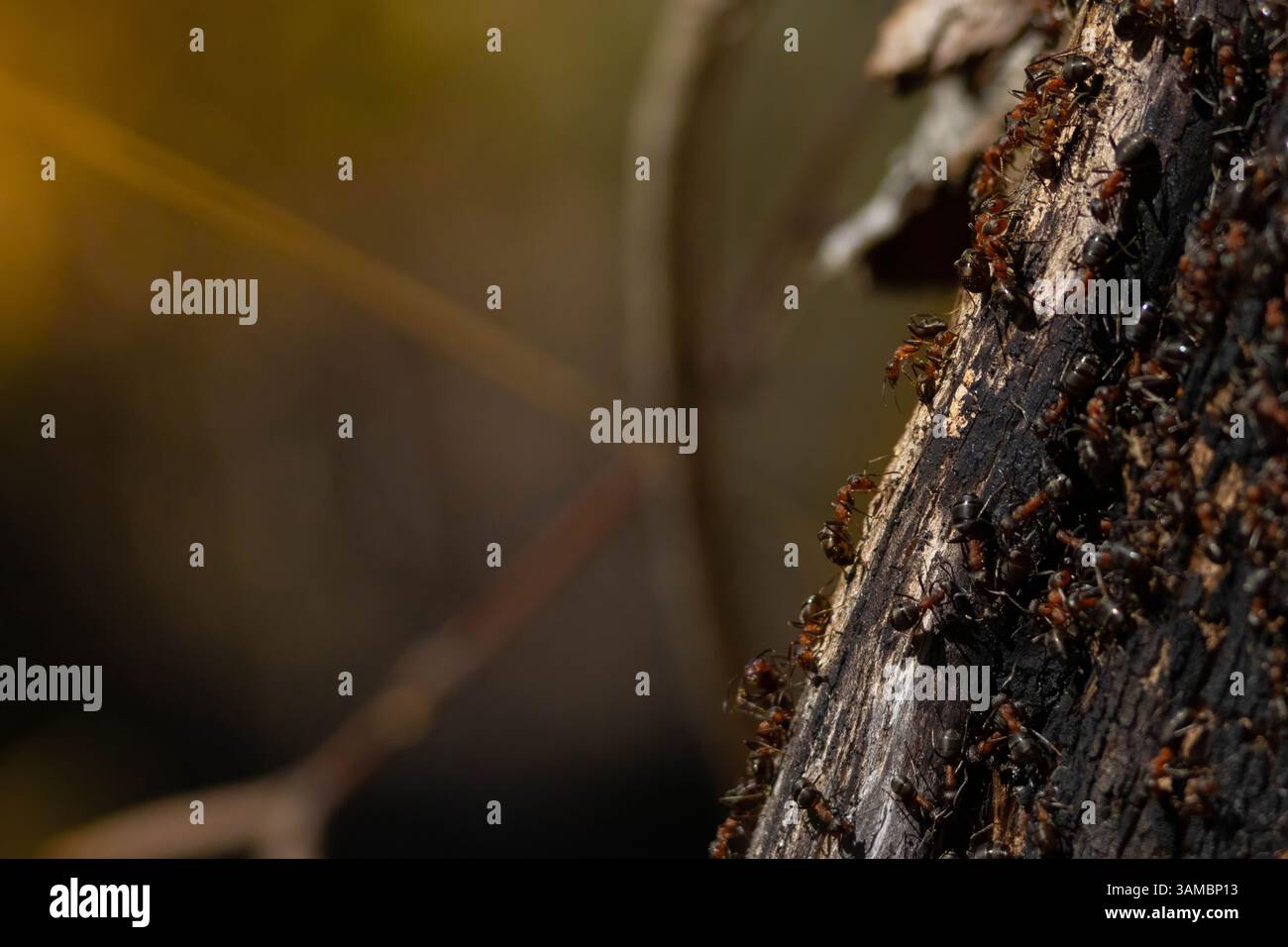 Wild ants build their anthill big piece of black charred wood. Ant ...