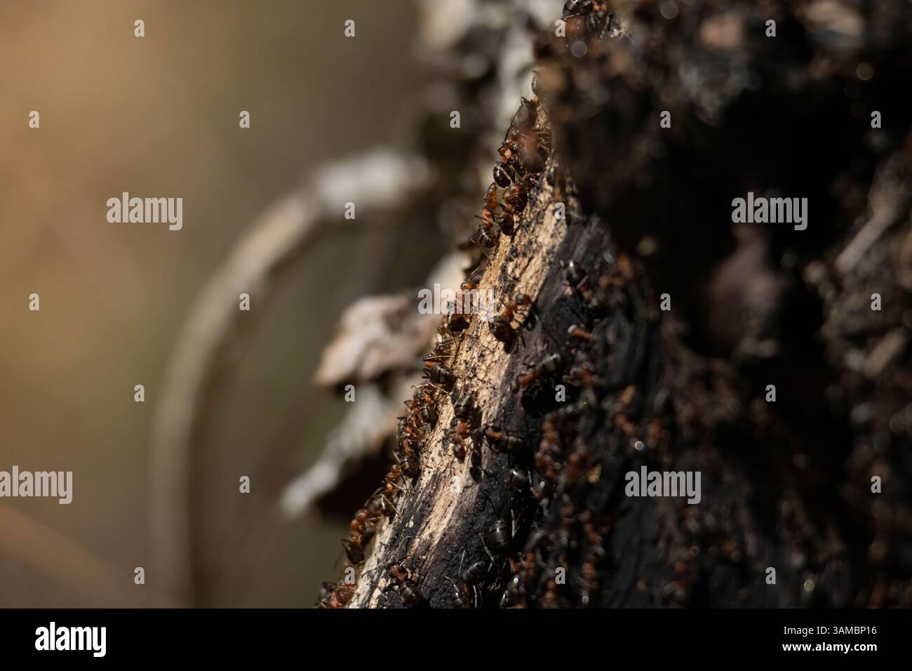 Wild ants build their anthill big piece of black charred wood. Ant ...