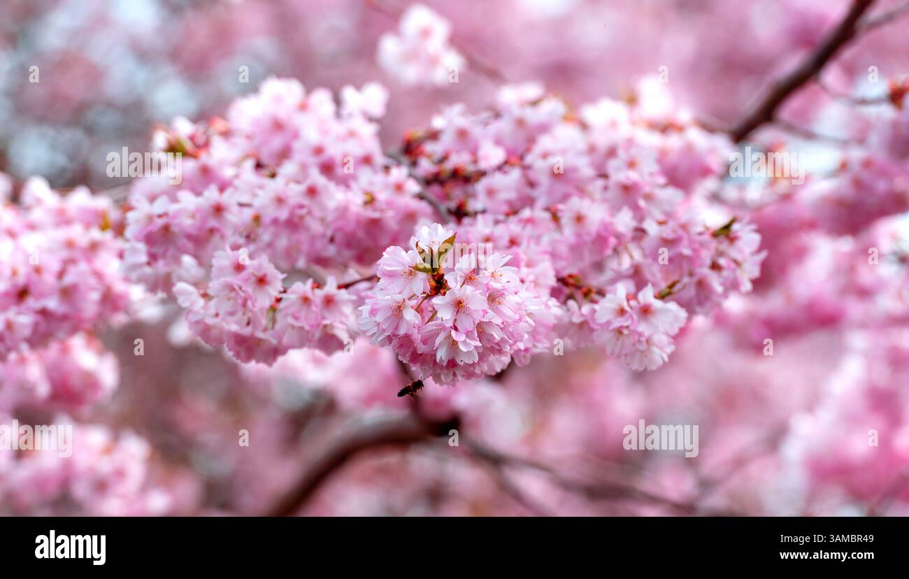 Close-up of a branch of pink cherry tree in full blossom Stock Photo ...