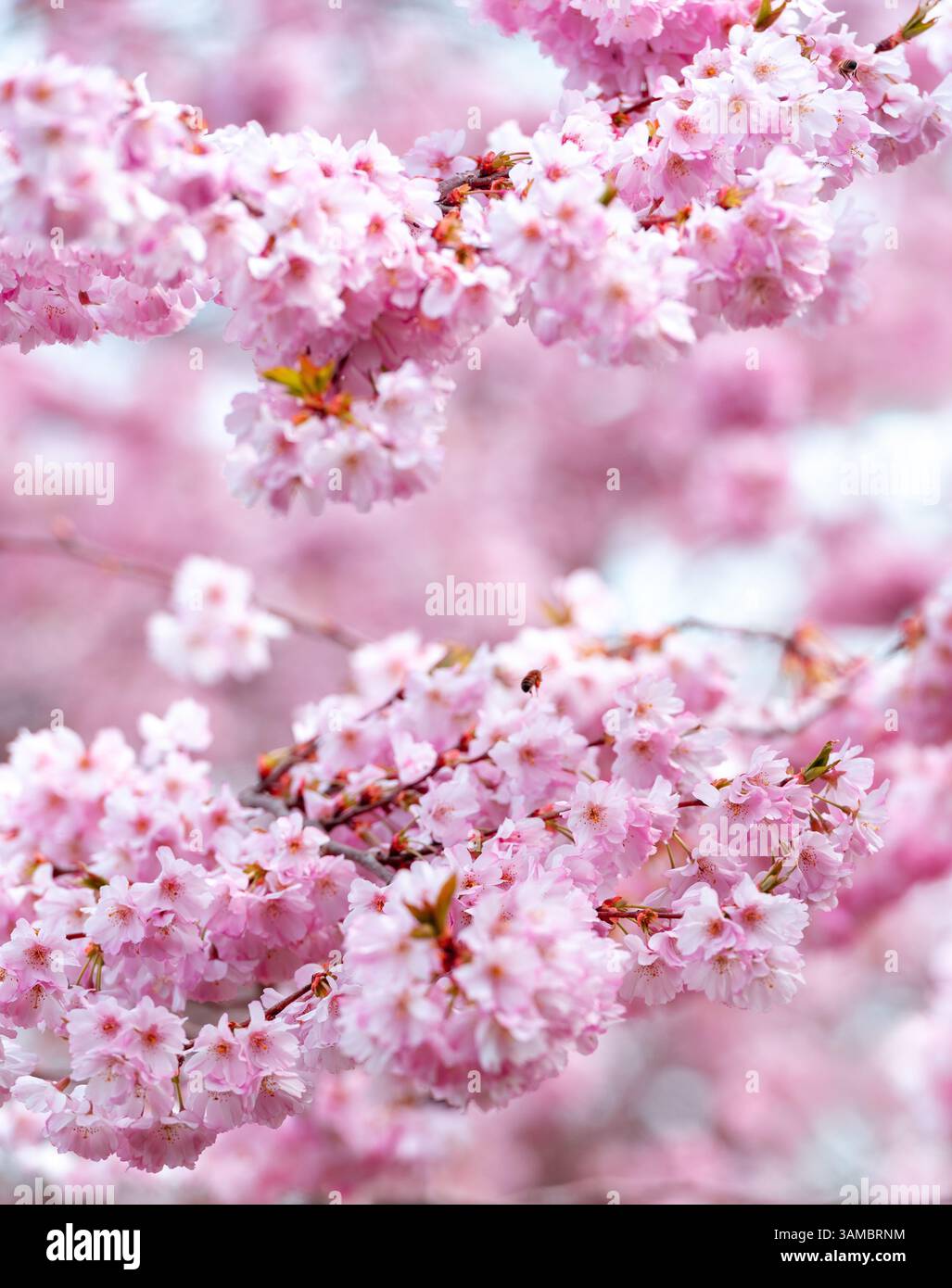 Pink background with cherry tree branches in bright light, close-up ...