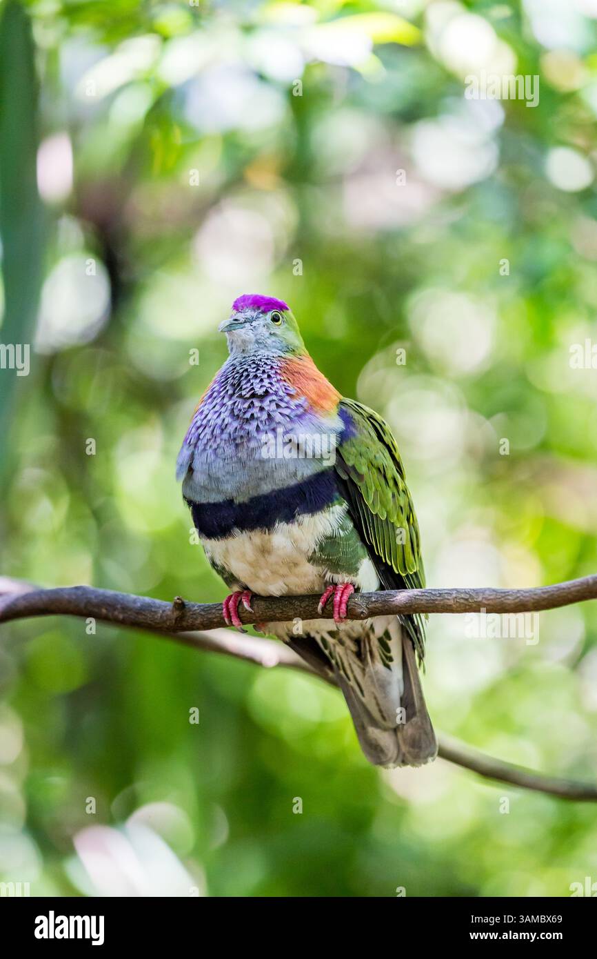 Lilac crowned fruit dove hi-res stock photography and images - Alamy