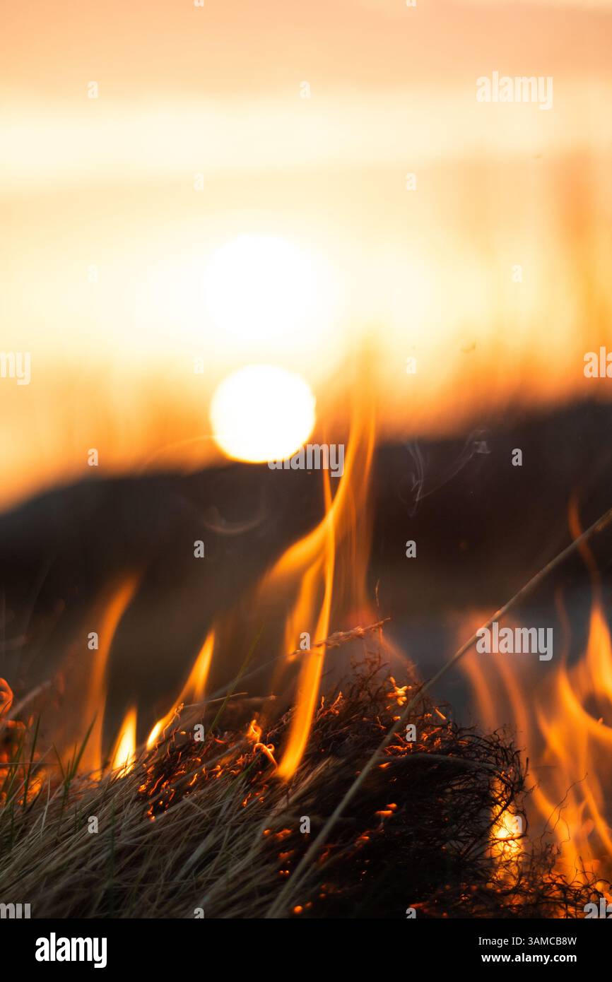 Dry grass burning uncontrolled outdoors in the nature Stock Photo - Alamy