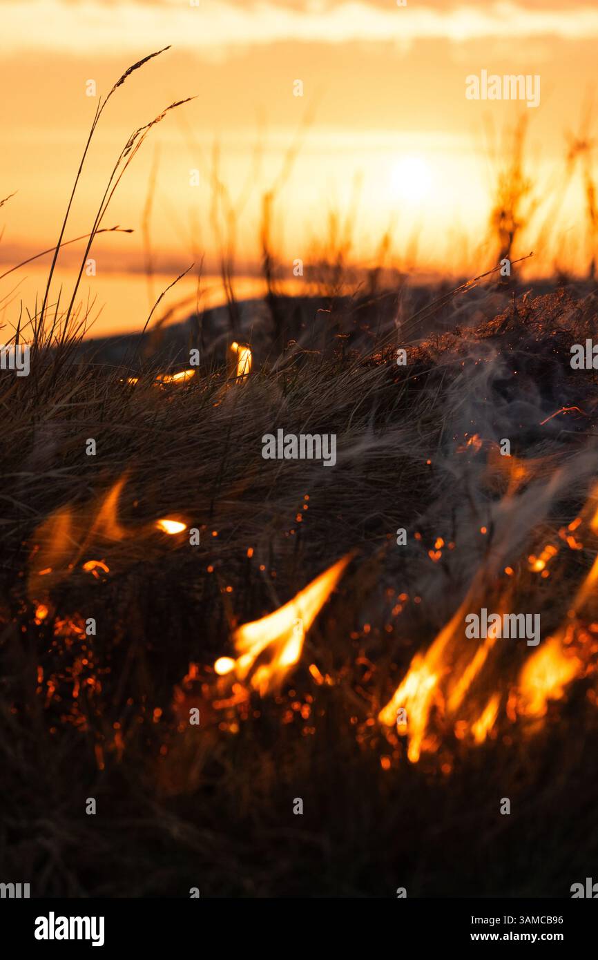 Dry grass burning uncontrolled outdoors in the nature Stock Photo - Alamy