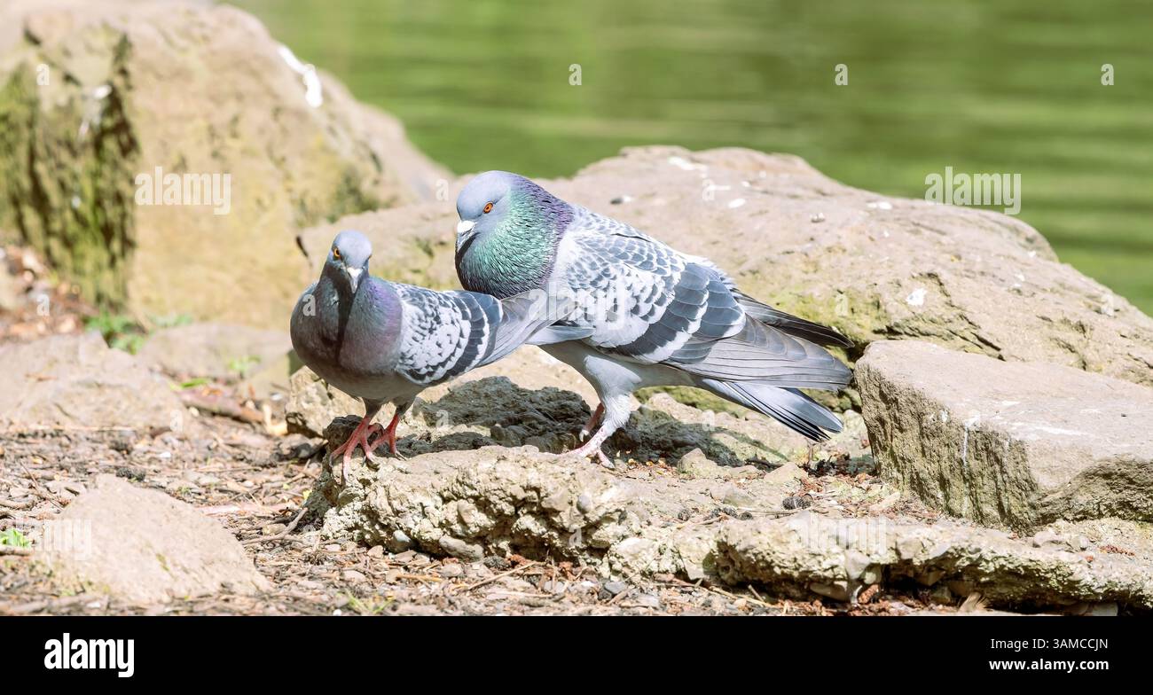 Pidgeon are derived from domesticated populations of the Rock Dove, St ...