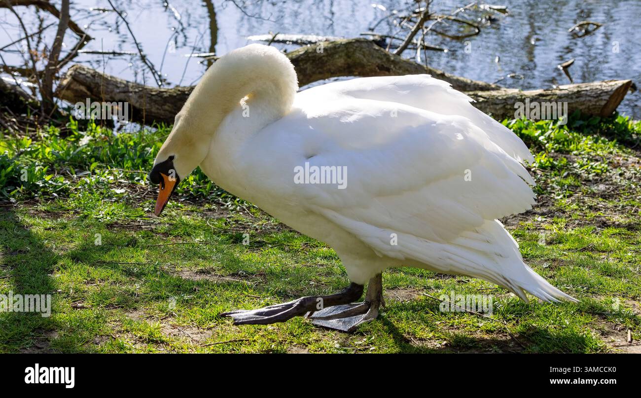 Cygnus getting defensive of it's territory to keep other predators away ...