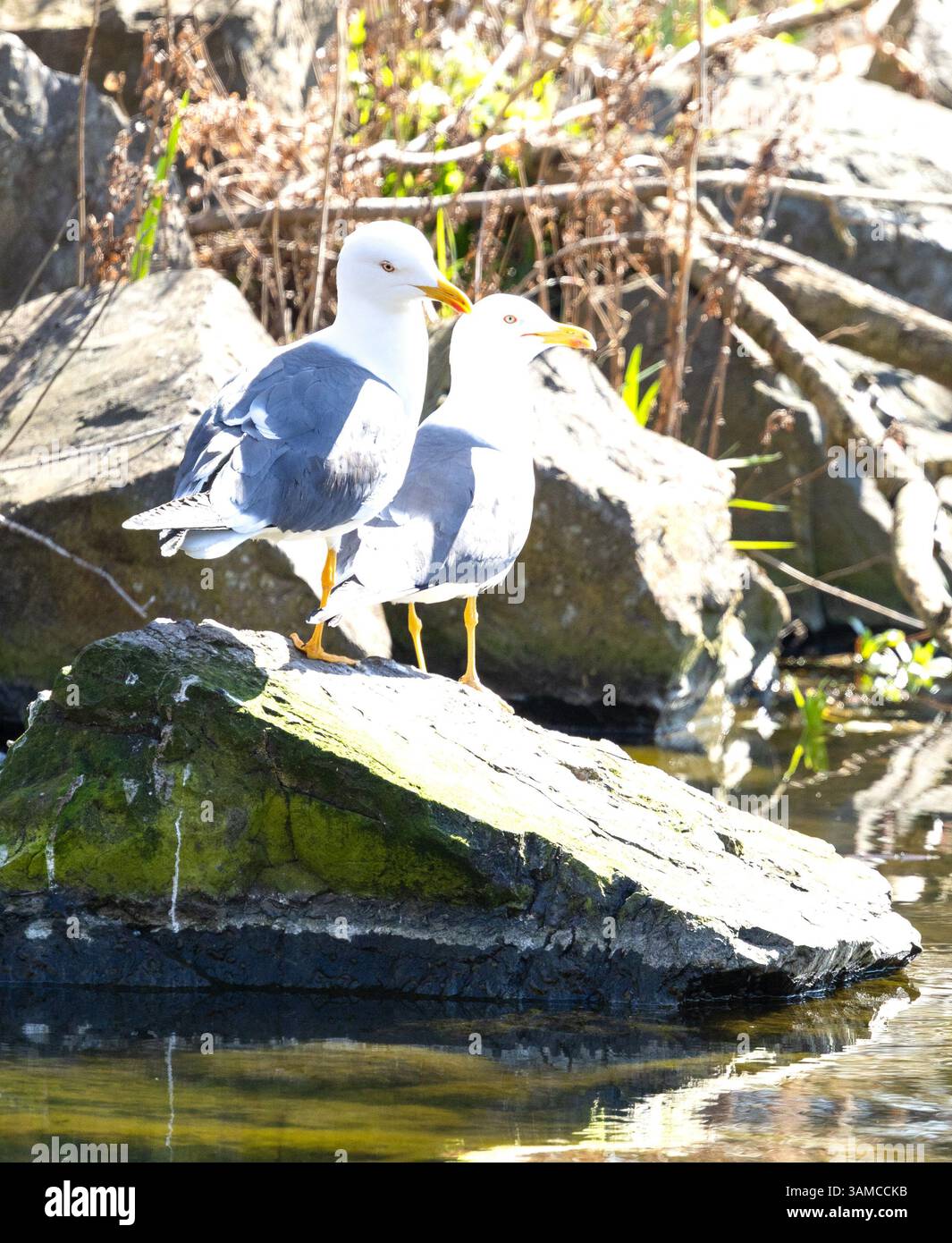 Two Larinae standing on a rock enjoying the sunshine at Figgate Park ...