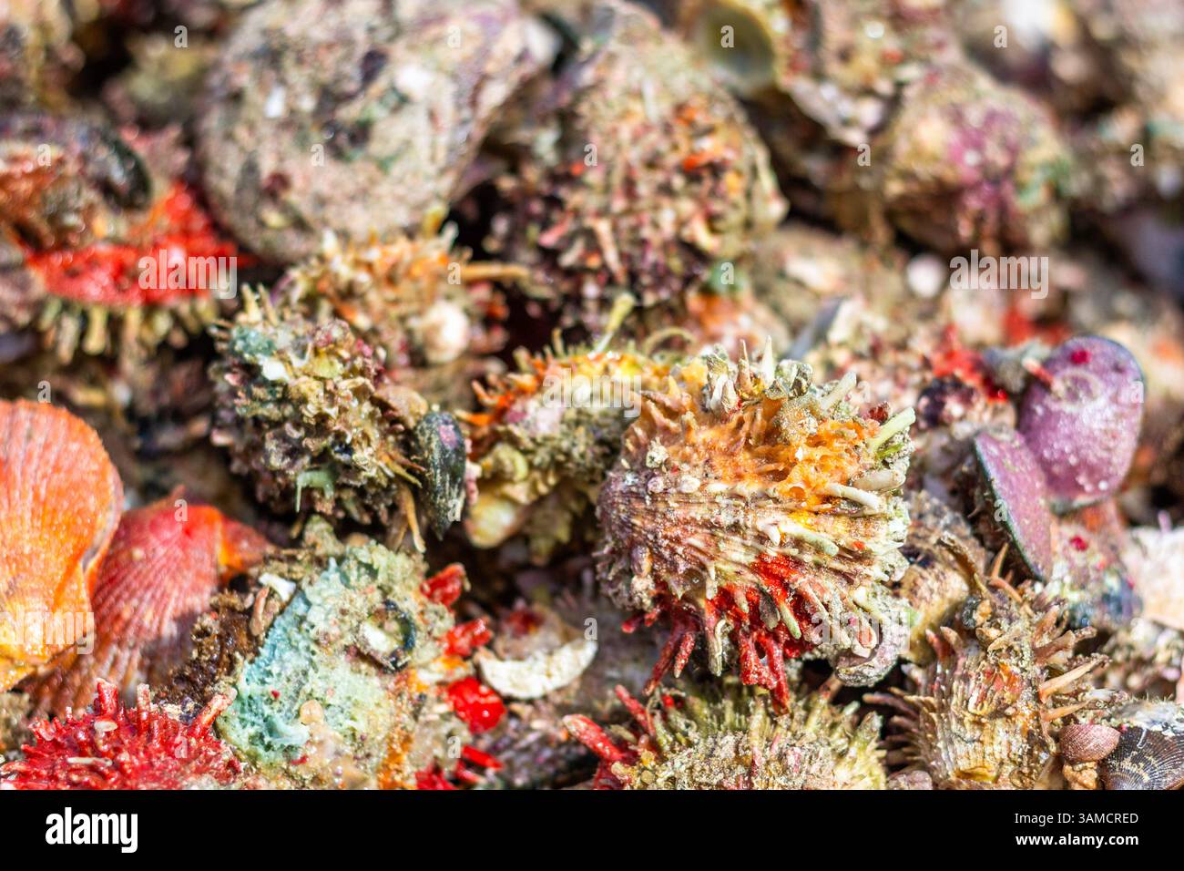 A pile of fresh scallop shells just harvested from the sea in Isla ...