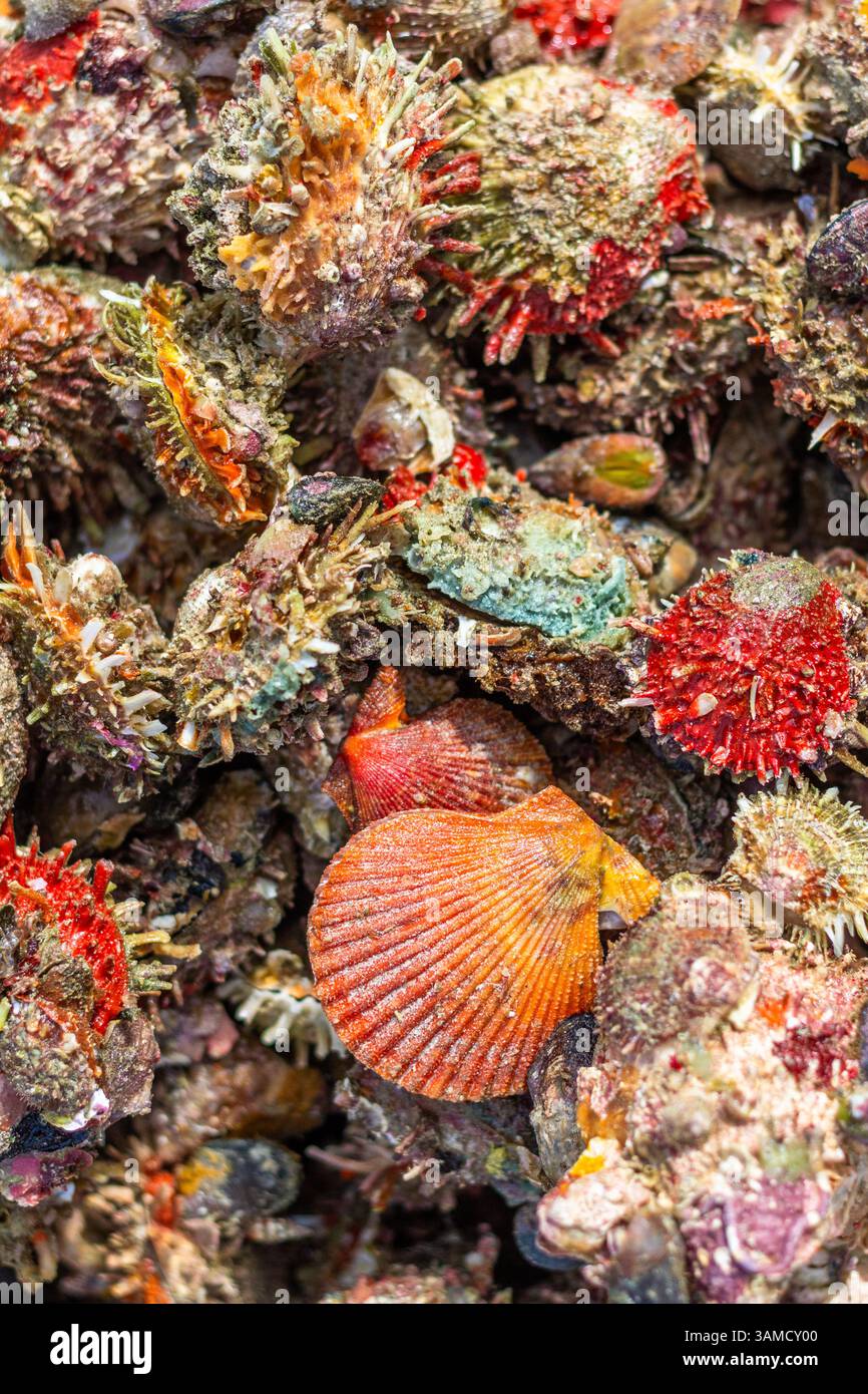 Iloilo shells hi-res stock photography and images - Alamy