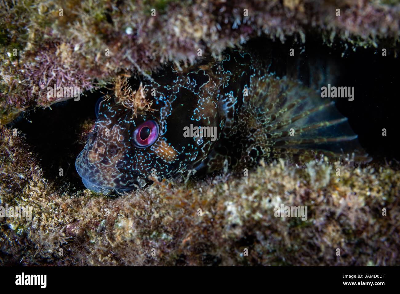 Blenny with bicoloured eyes hi-res stock photography and images - Alamy