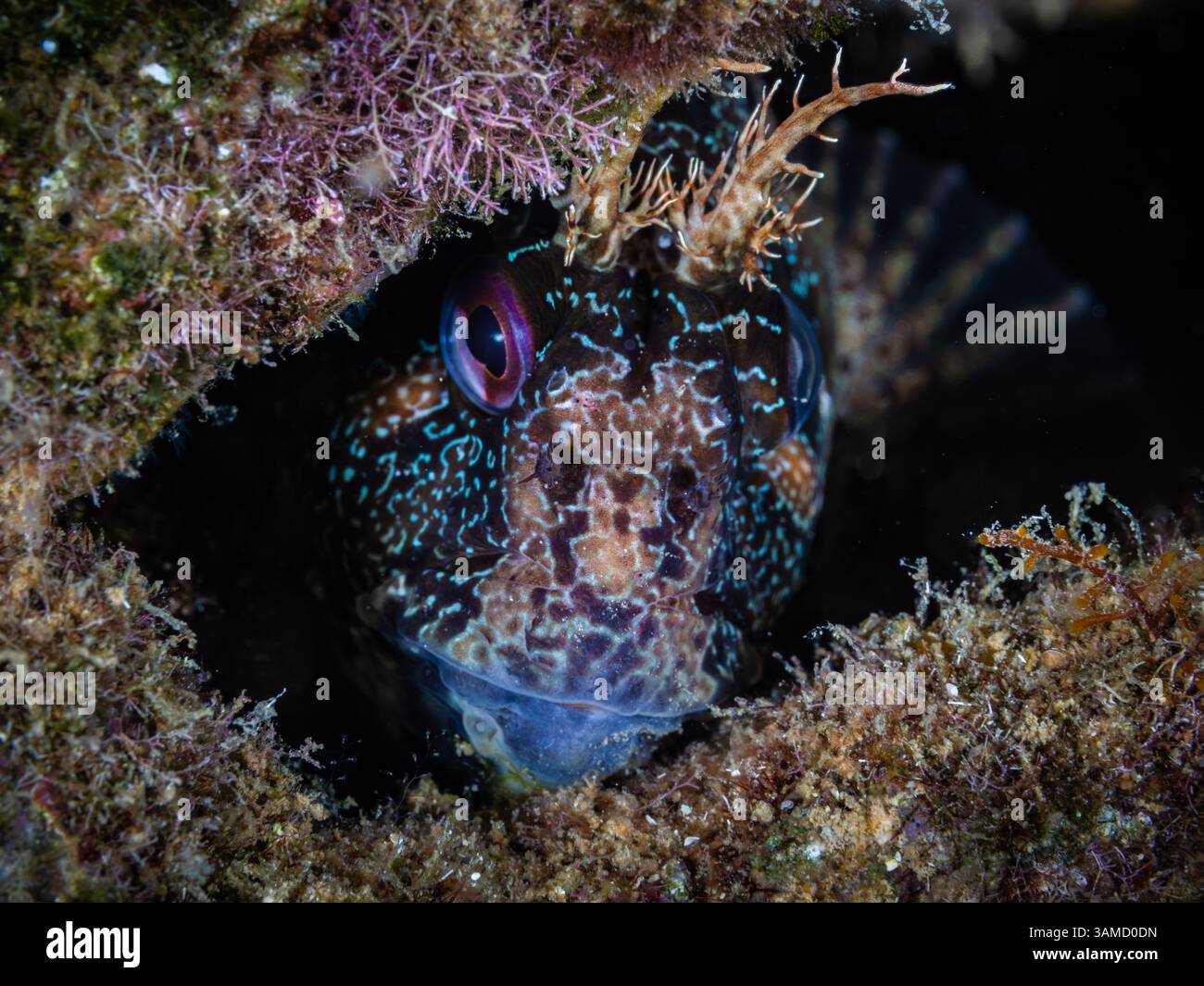 Blenny with bicoloured eyes hi-res stock photography and images - Alamy