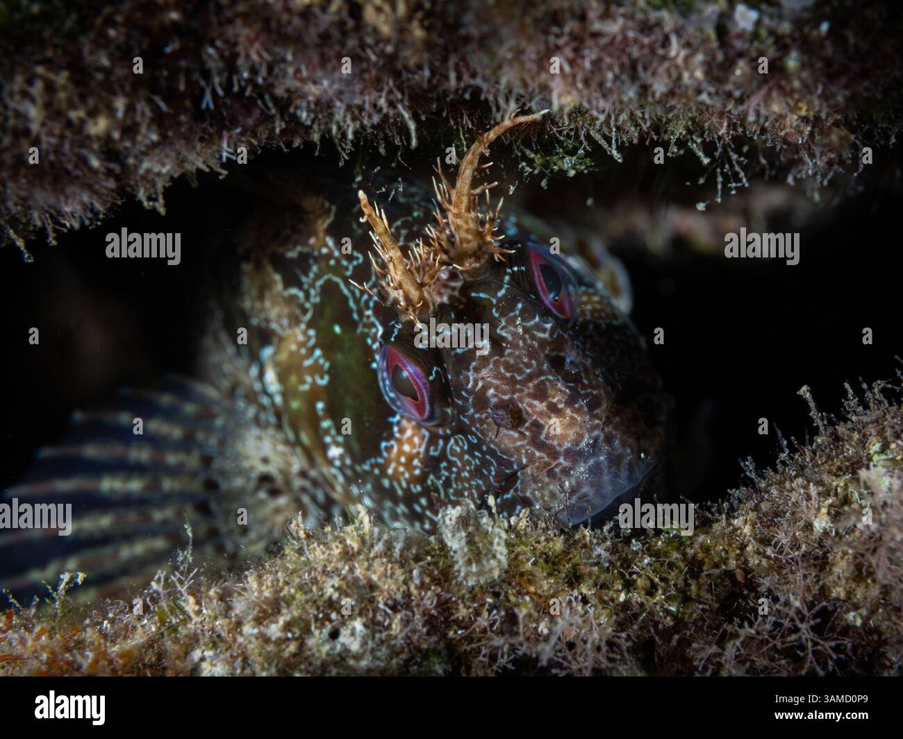 Blenny with bicoloured eyes hi-res stock photography and images - Alamy