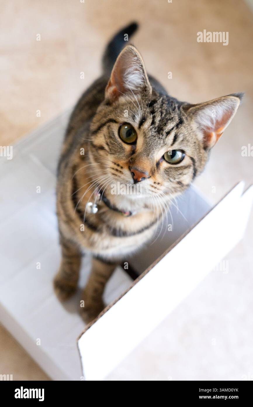 Adorable tabby kitten with green eyes sitting inside a cardboard box ...