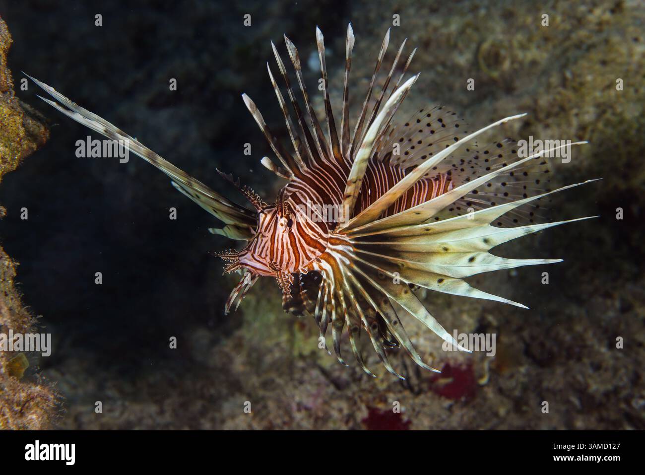 Venomous lion fish in hi-res stock photography and images - Alamy