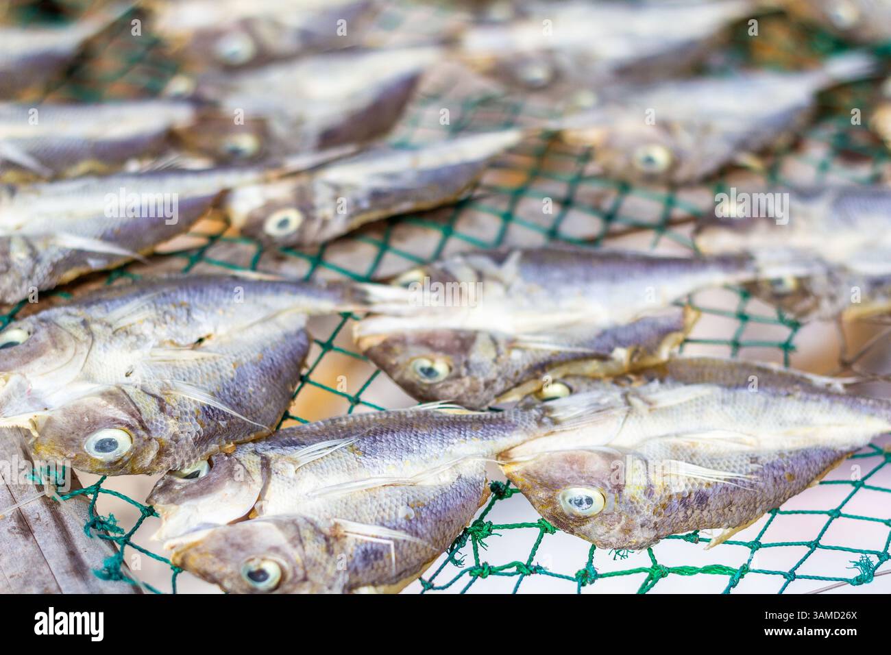 Fish being dried under the sun in Iloilo, Philippines, as part of ...