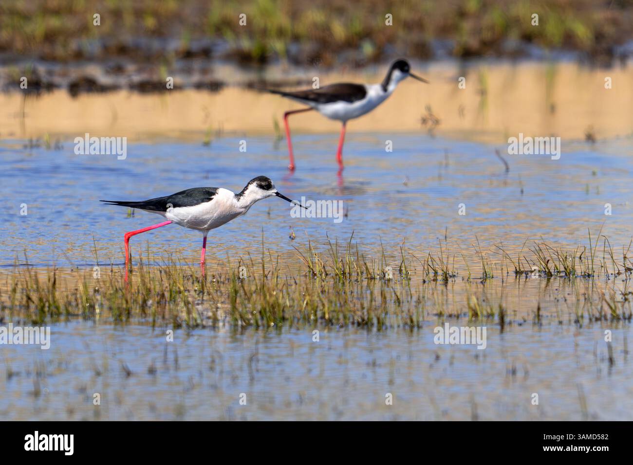 Black-winged stilts (Himantopus himantopus) two adult males foraging in ...
