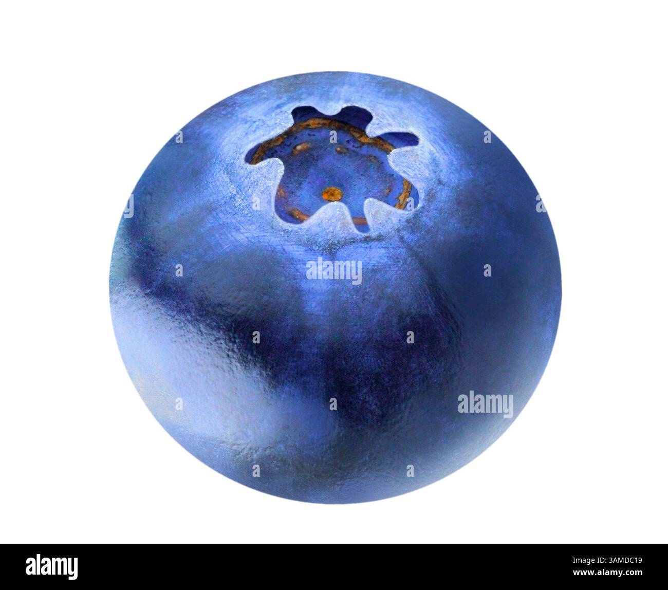 One blueberry isolated on white background Stock Photo - Alamy