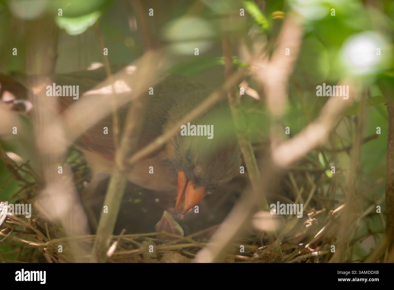 Cardinal bird mirror hi-res stock photography and images - Alamy