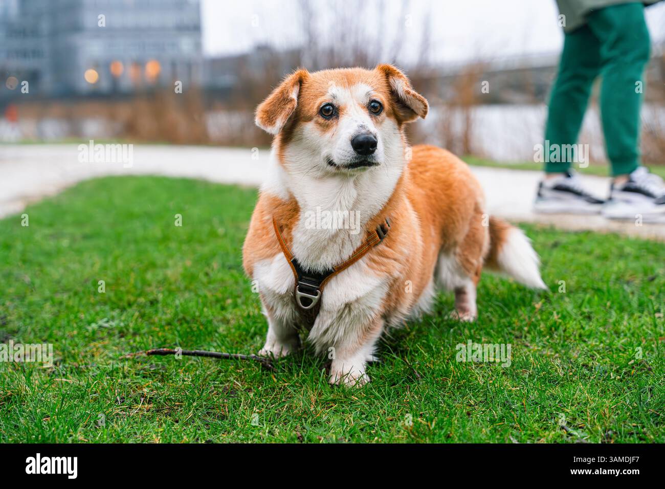 A happy corgi stands on wet grass, tail curled and eyes full of ...