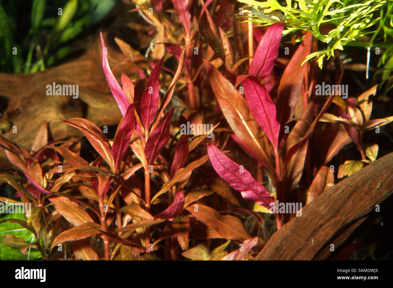 Scarlet Temple, Macracanda, Alternanthera reineckii ''roseafolia ...