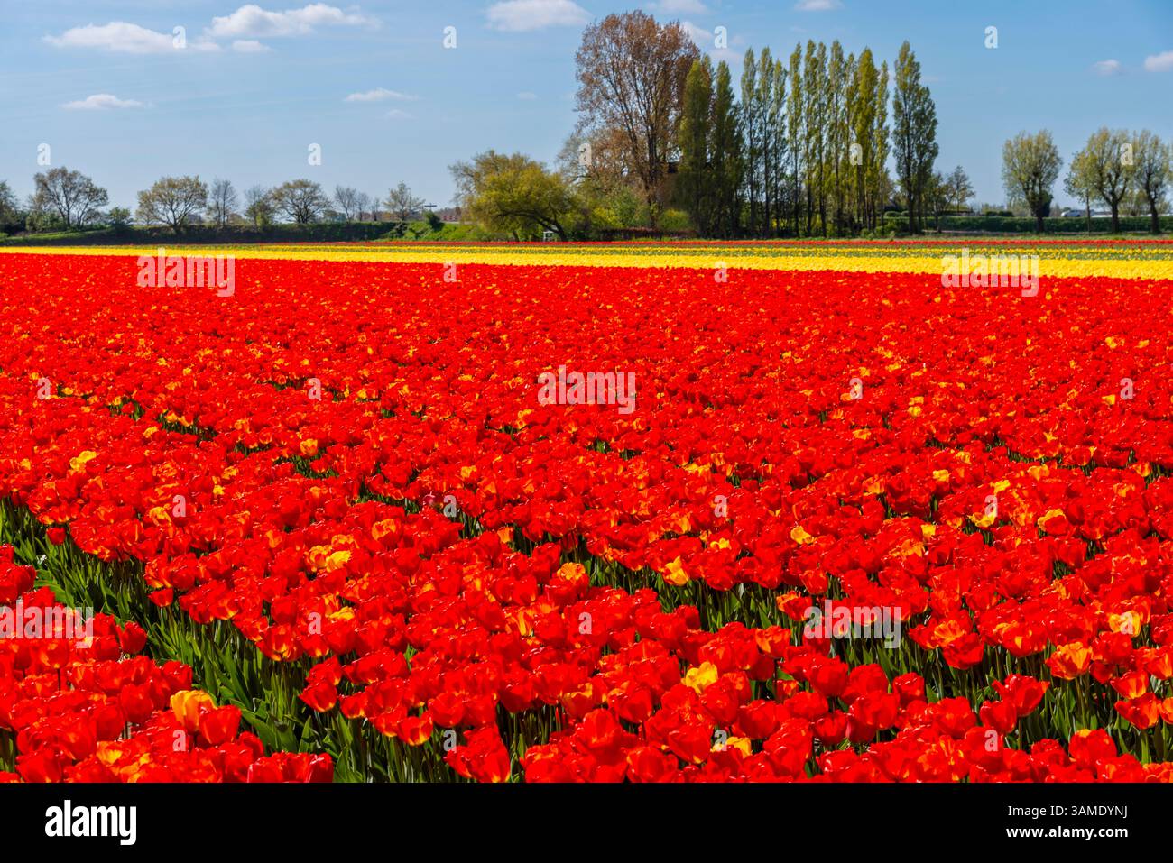 Landscape of multi -colored, brilliant tulips from Keukenhof Gardens in Lisse Netherlands during ...