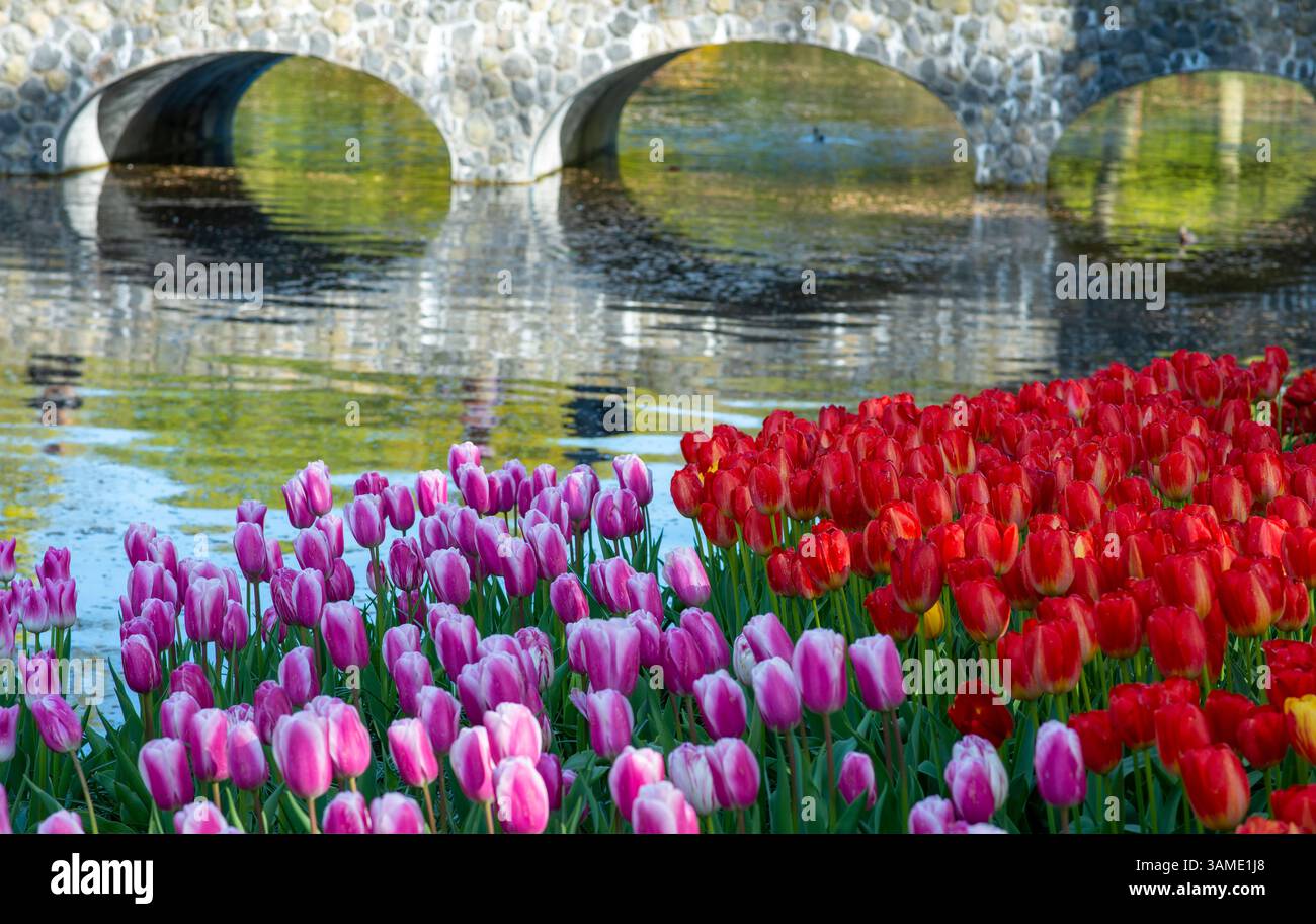 Landscape of multi -colored, brilliant tulips from Keukenhof Gardens in ...