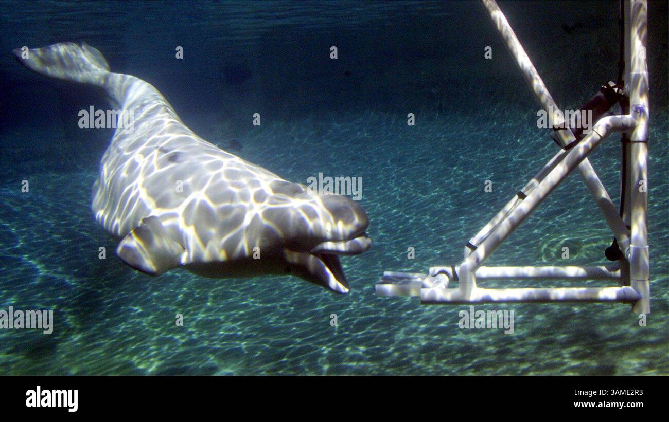 May 11, 2001 - U.S. - KRT US NEWS STORY SLUGGED: SCI-WHALEEXPERIMENT ...