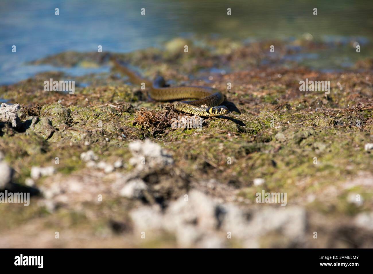 Grass snake (Natrix natrix) slithering on mossy ground near a wetland ...