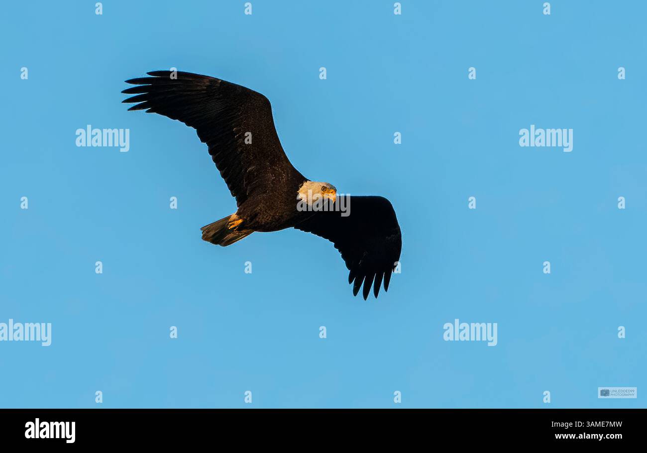 Owlet in flight hi-res stock photography and images - Alamy