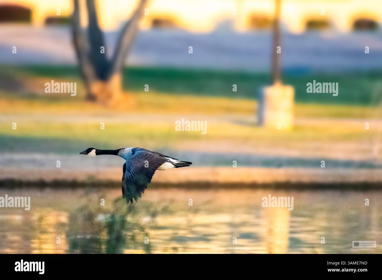 Goose In Flight Stock Photo - Alamy