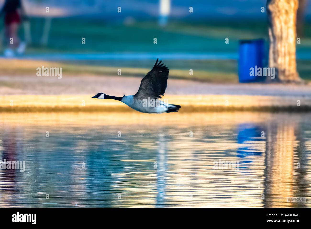 Wild canada goose in hi-res stock photography and images - Alamy