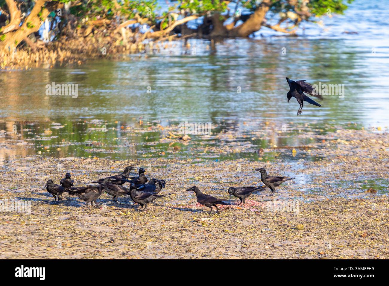 A murder of crows congregates on the beach at Isla Gigantes ...