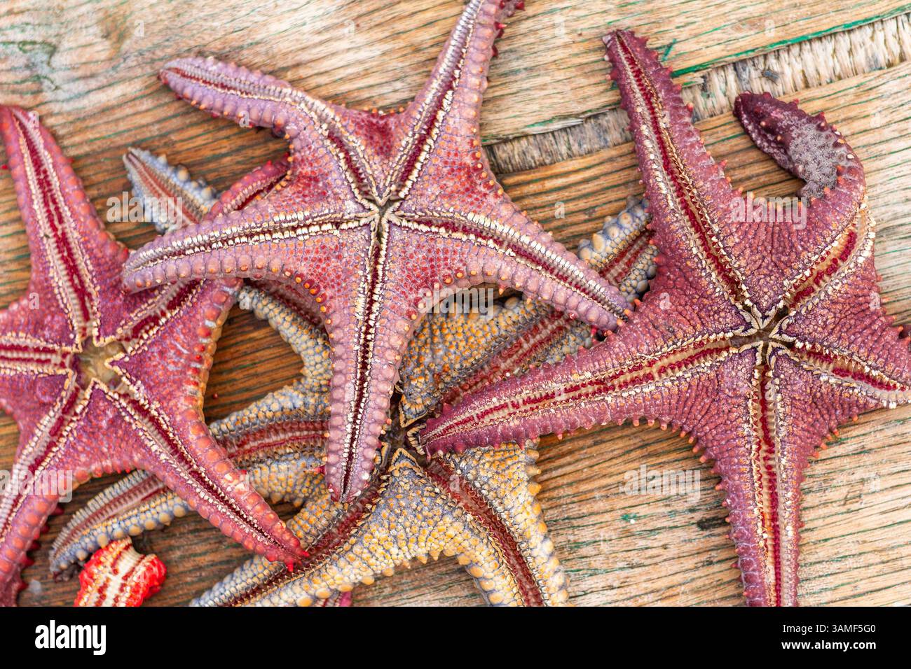 Drying starfishes hi-res stock photography and images - Alamy